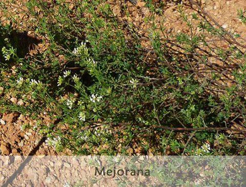 Flora - Rural Sierra Cazorla