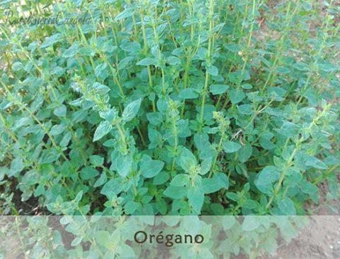 Flora - Rural Sierra Cazorla