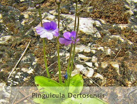 Flora - Rural Sierra Cazorla