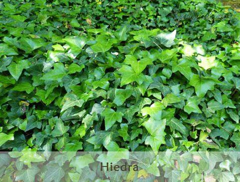 Flora - Rural Sierra Cazorla