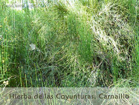 Flora - Rural Sierra Cazorla