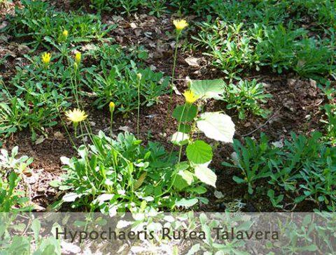 Flora - Rural Sierra Cazorla