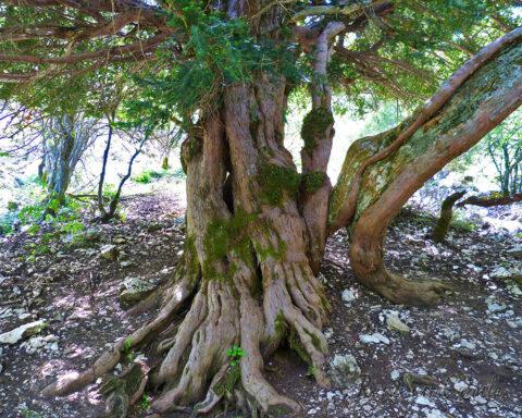 Los Tejos Milenarios - Rural Sierra Cazorla