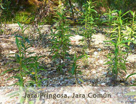 Flora - Rural Sierra Cazorla