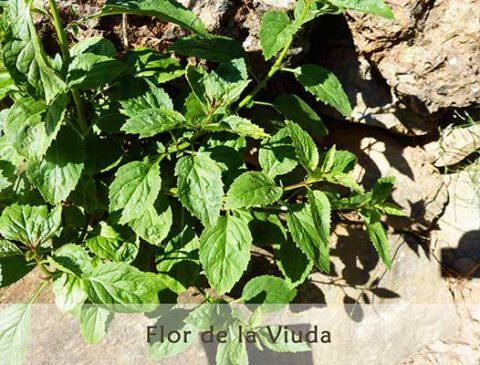 Flora - Rural Sierra Cazorla