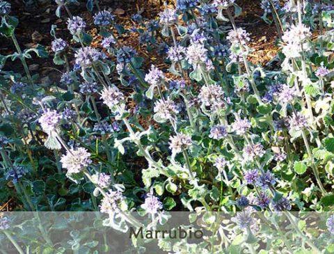 Flora - Rural Sierra Cazorla