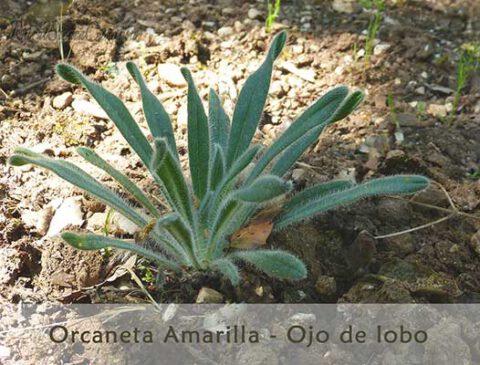 Flora - Rural Sierra Cazorla