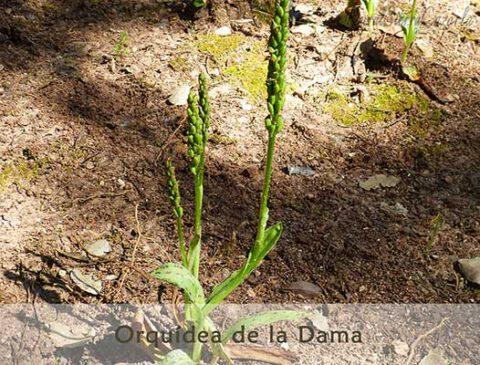 Flora - Rural Sierra Cazorla