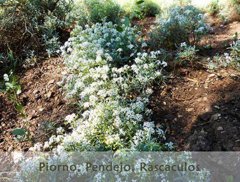 Flora - Rural Sierra Cazorla