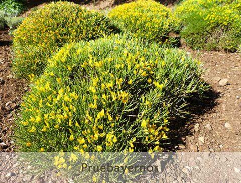 Flora - Rural Sierra Cazorla