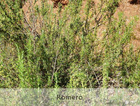 Flora - Rural Sierra Cazorla