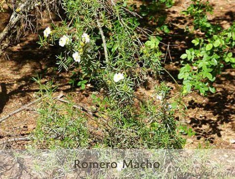 Flora - Rural Sierra Cazorla