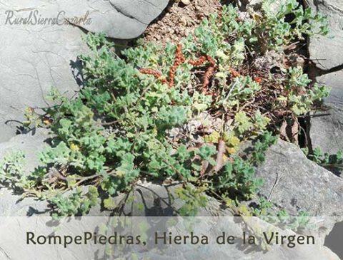 Flora - Rural Sierra Cazorla