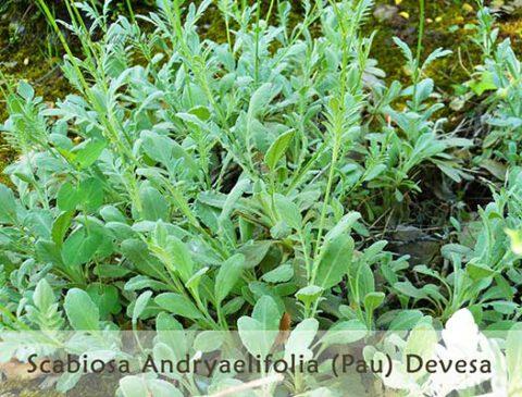 Flora - Rural Sierra Cazorla